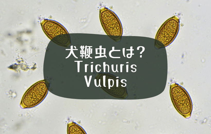 犬鞭虫（Trichuris vulpis）：里親になるとき知っておきたい10種の消化管内寄生虫（2） | カイロス時間